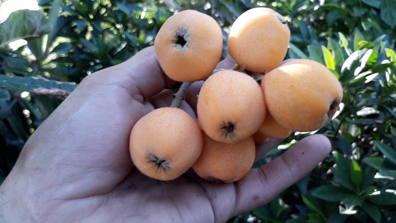 Loquat fruits from seeds in 3.5 years! BEST fruit ever! - YouTube