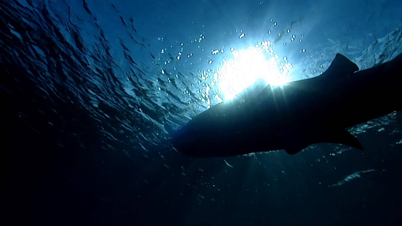 Die Nordsee - Unser Meer Clip "Der Eishai" - YouTube