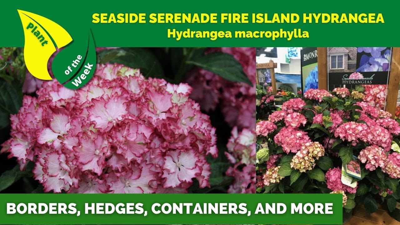 Seaside Serenade® Fire Island Hydrangea | Hydrangea macrophylla ...