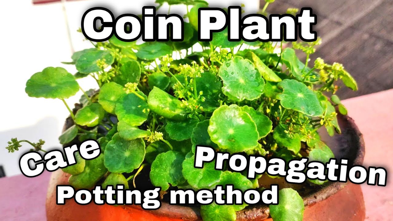 Coin Plant Care, Propagation And potting Method | How To Grow Coin ...