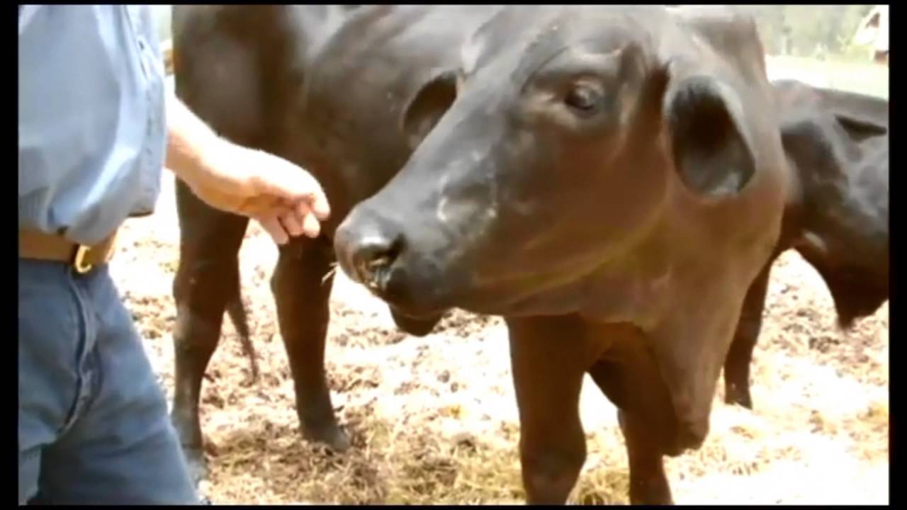 Eve the cloned cow - YouTube