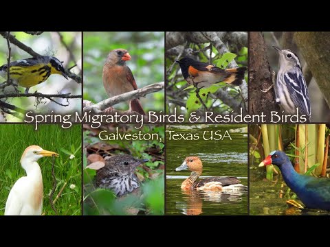 Spring Migratory Birds and Resident Birds in Galveston, TX 🐦🦜🦤🪿🐦‍⬛🪶🐿🦆🐥🌳 ...