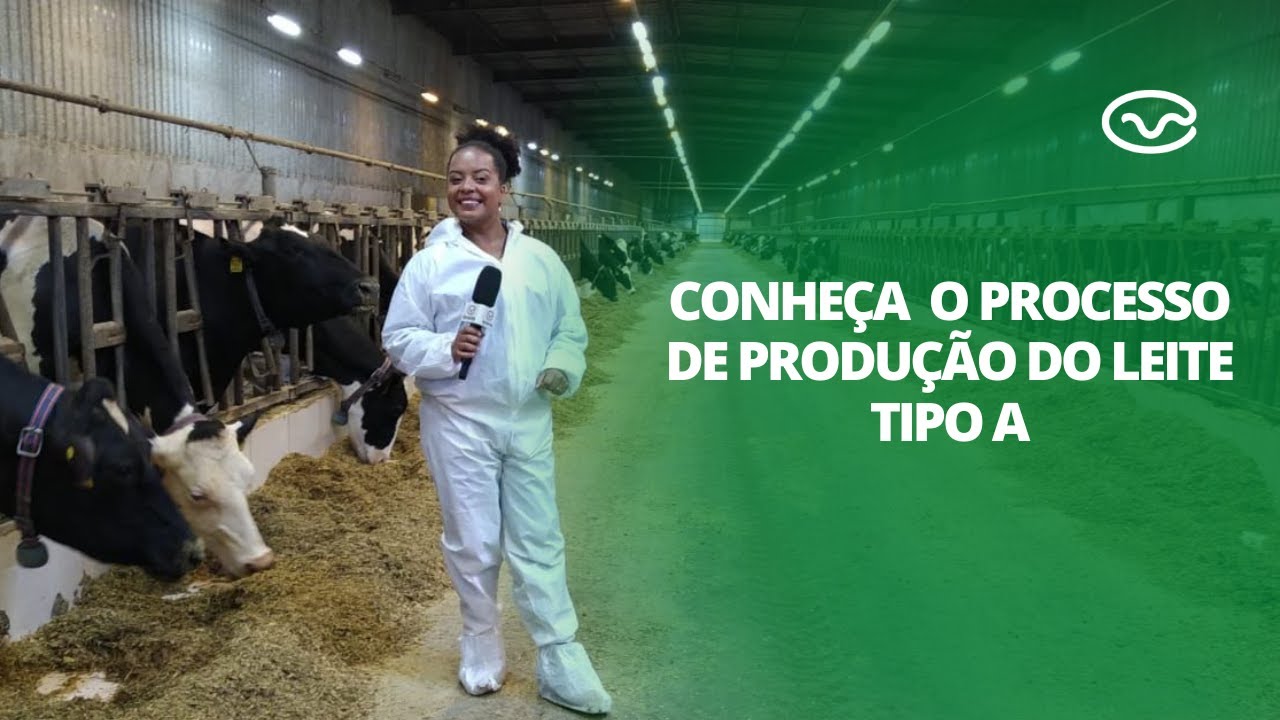 Leite tipo A: conheça o processo de produção - YouTube