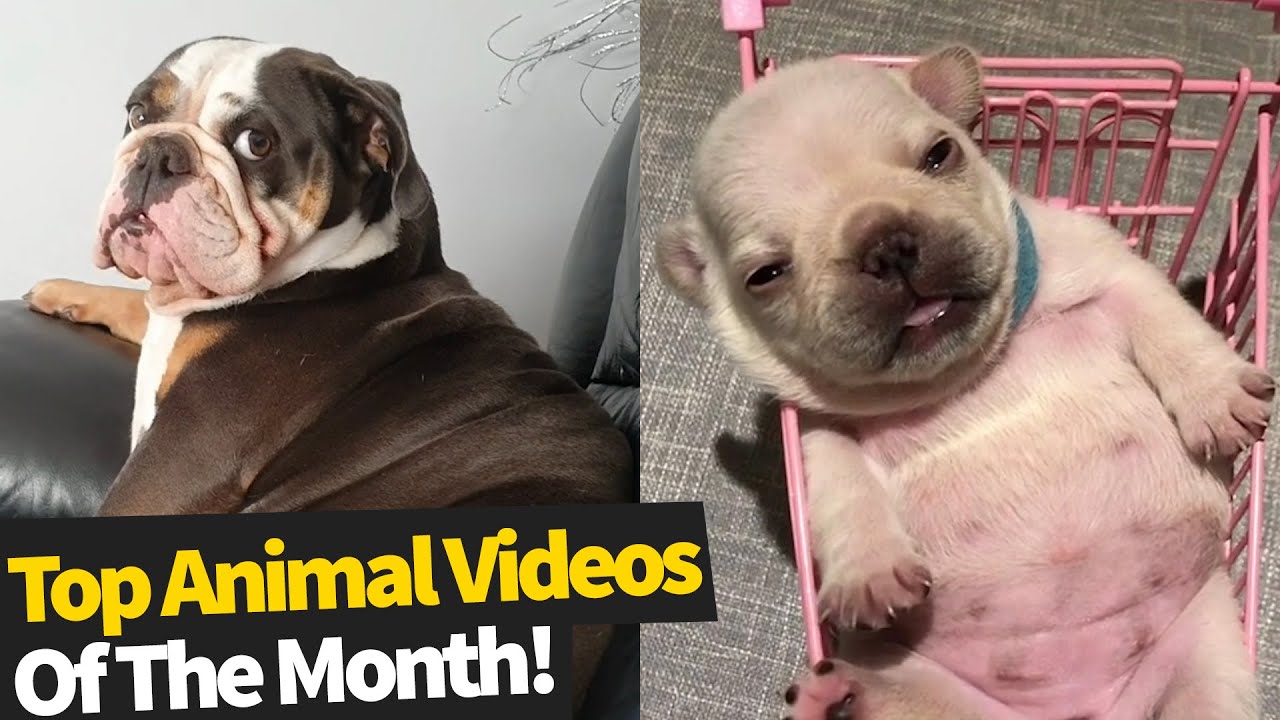 Top 50 Viral Animal Videos Of The Month - September 2019 (Funny Animals ...