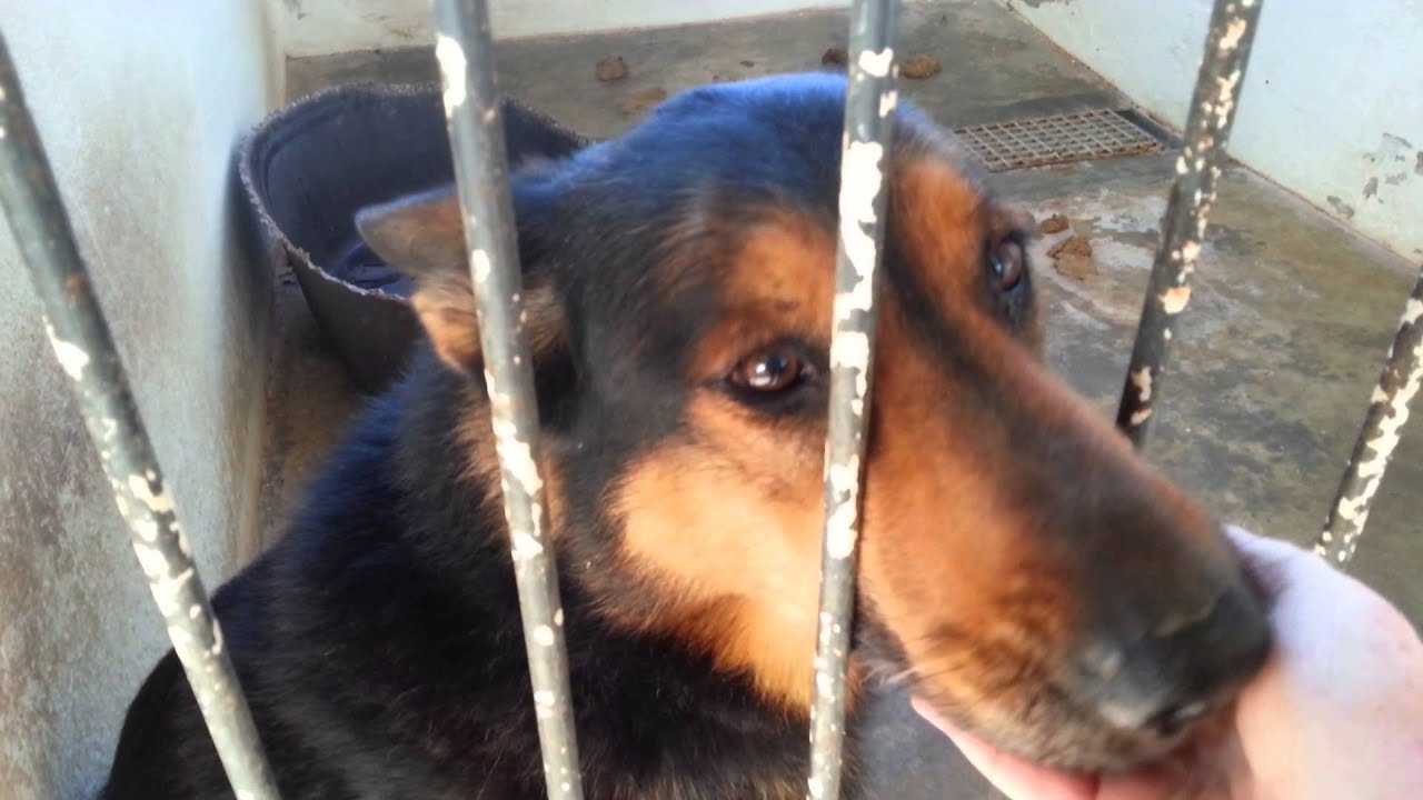 BEAU German Shepherd Male 9 years CESE 9 January 2015 - YouTube