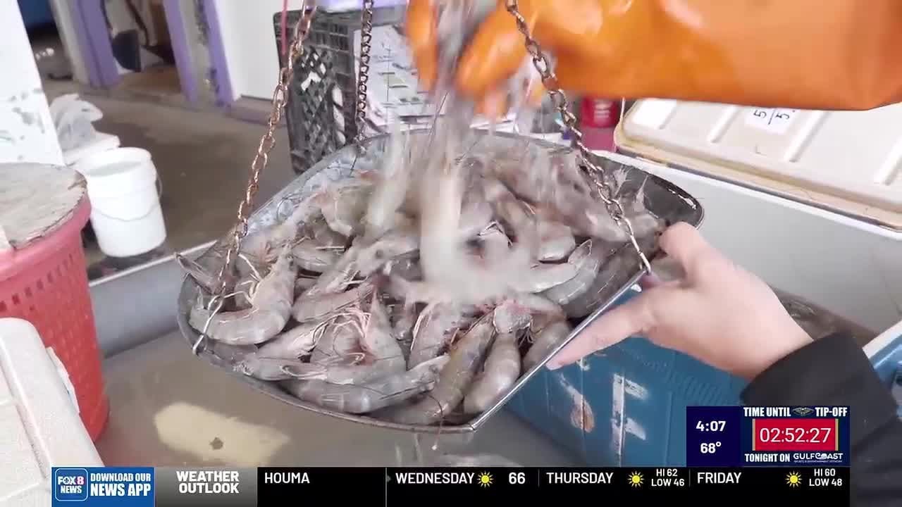 Seafood vendors see Thanksgiving rush at Westwego Shrimp Lot - YouTube