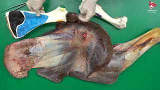 Equine Anatomy - Medial muscles of the shoulder and elb... | Doovi
