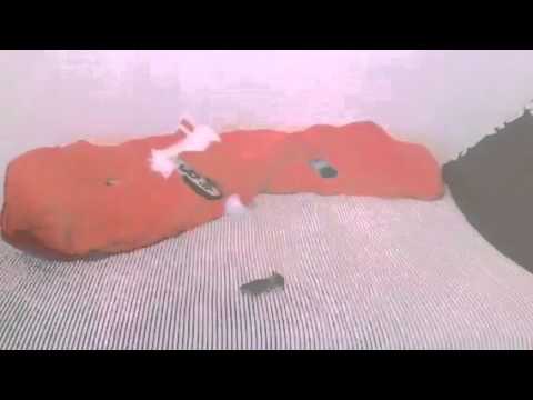 Hamster gets crushed - YouTube