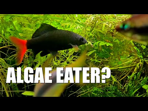 HOW WELL do REDTAIL SHARKS eat ALGAE? | Watch This - YouTube
