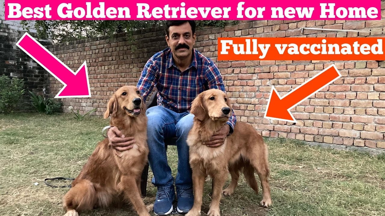 Best Golden Retriever for new home - YouTube