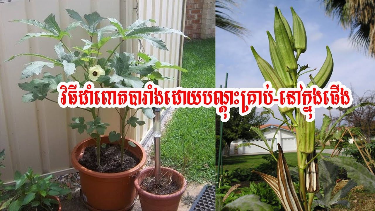 How to grow French corn វិធីដាំពោតបារាំង - YouTube