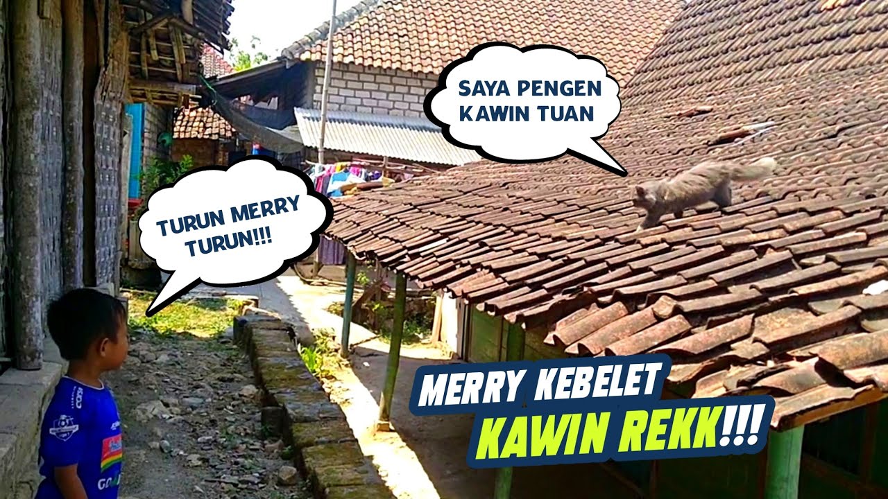 KUCING PERSIMED KABUR DARI RUMAH KARENA KEBELET PENGEN KAWIN - YouTube