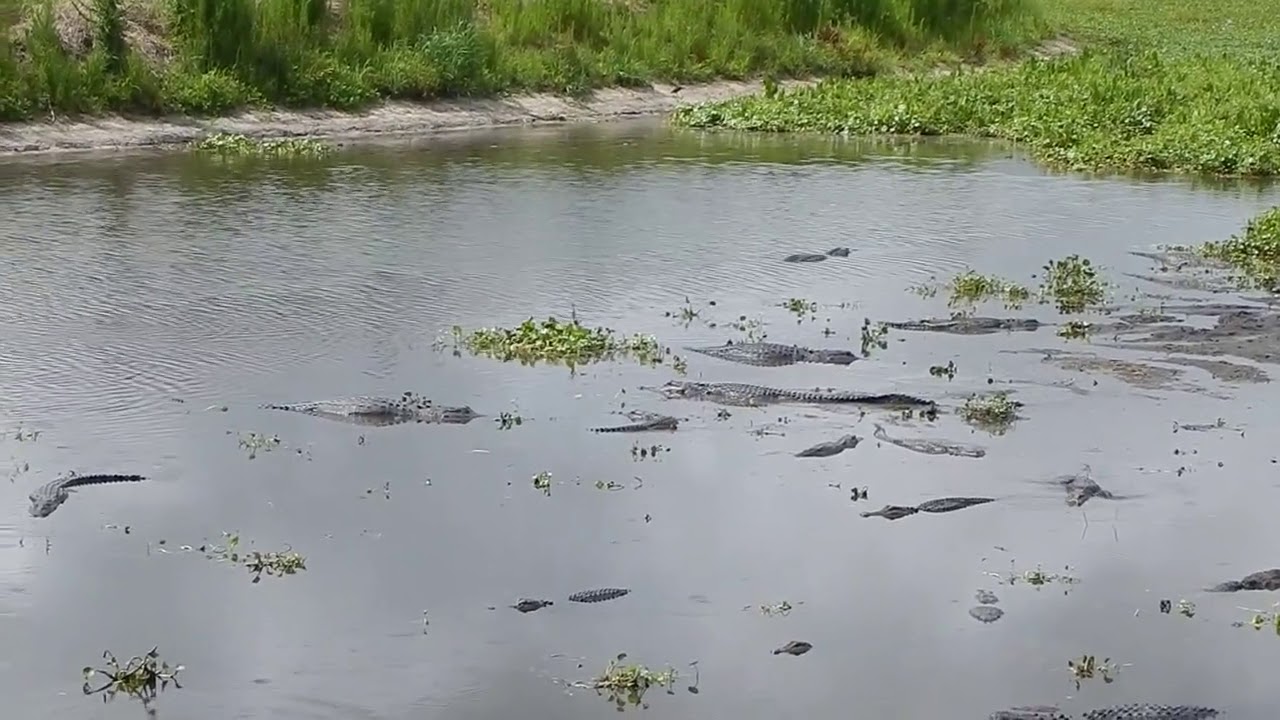 Dozens of Alligators in a waterhole at Payne's Prairie State Park that ...