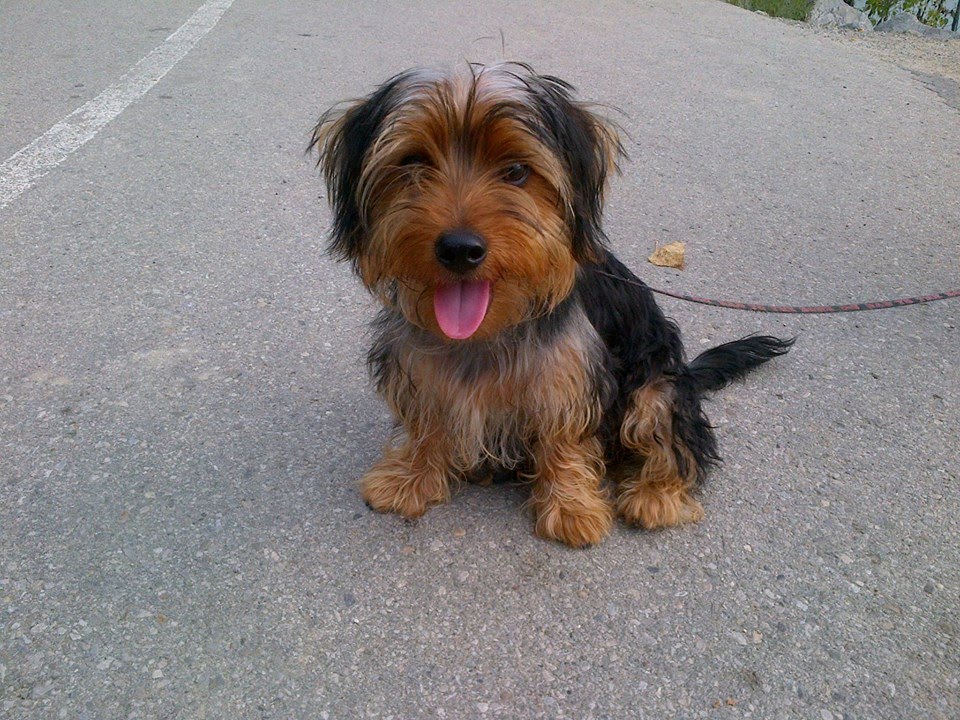 Tickling dogs paws - YouTube