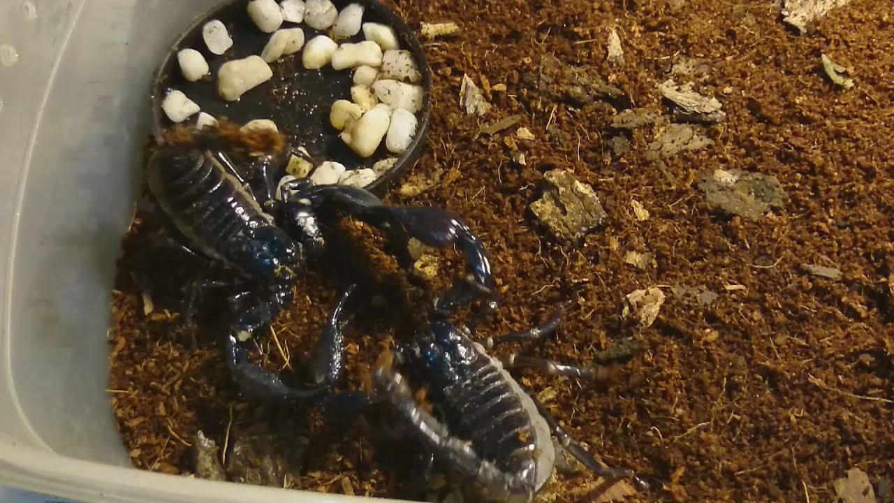 Heterometrus longimanus communal attempt - YouTube