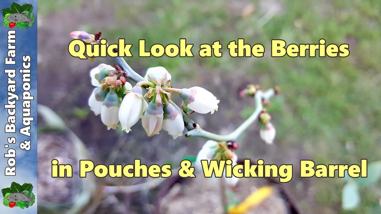 Quick Look at the Berries in Pouches & Wicking Barrel - YouTube