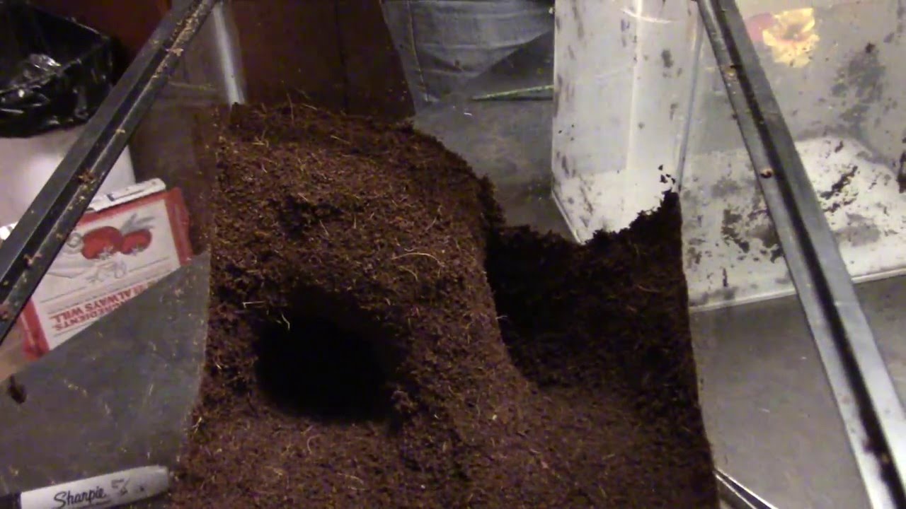 Costa Rican Tiger Rump Tarantula Enclosure - YouTube