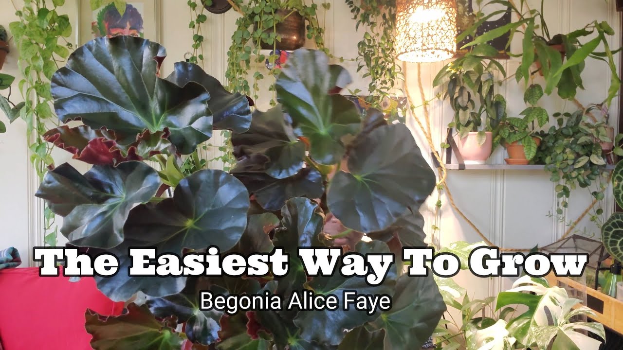 Begonia Alice Faye Care Tips - YouTube