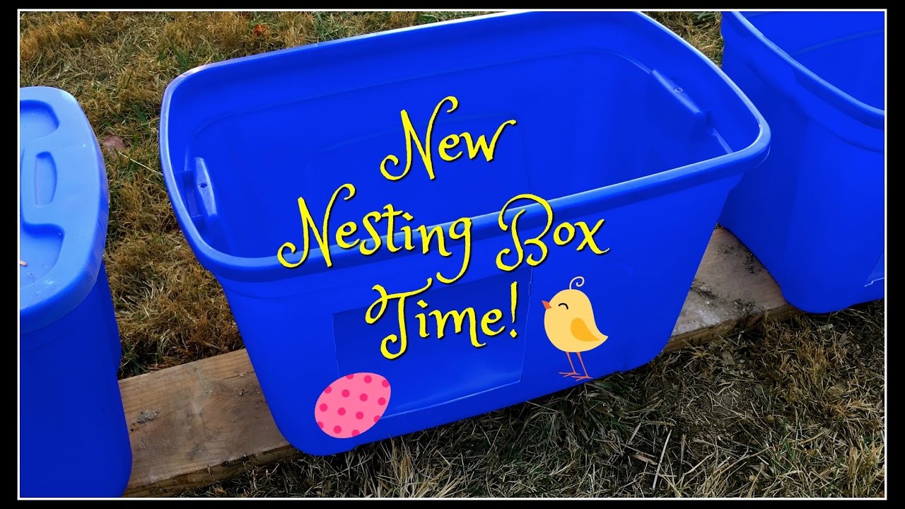 New Nesting Box Time~ - YouTube