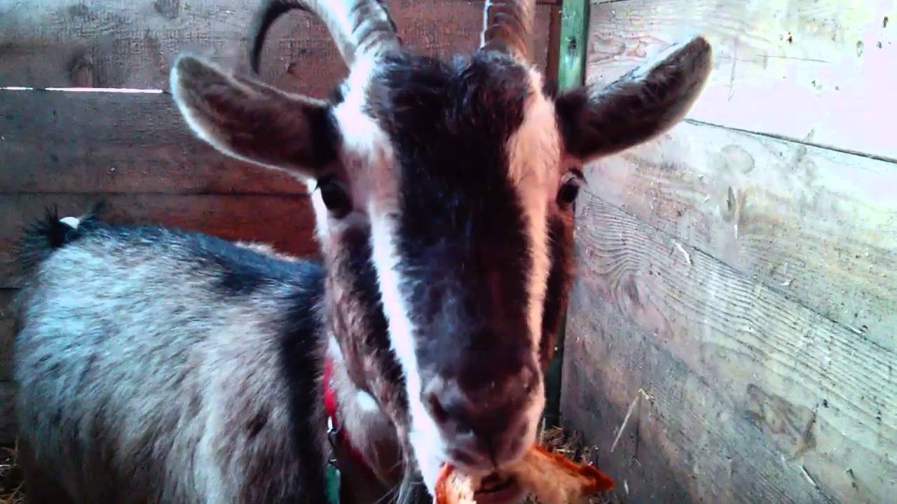 KOZA ALPSKÁ - YouTube