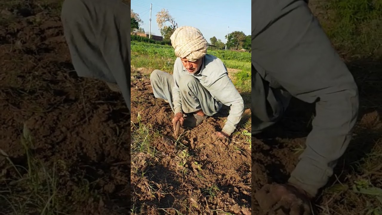Pakistan Rural life | insider Punjab | Pind Di Zindgi | Village Routine ...