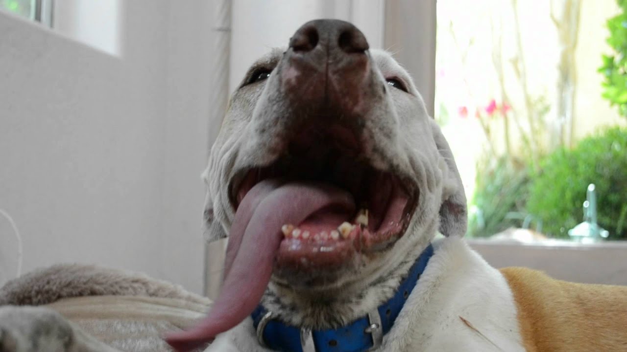 Hilariously Long Dog Tongue = SuperTongue - YouTube