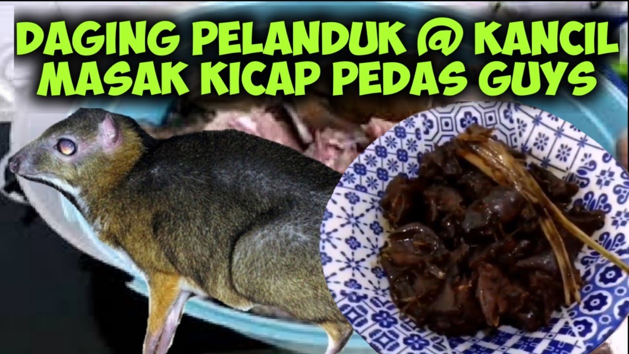 Ep 01: DAGING PELANDUK @ KANCIL MASAK KICAP PEDAS GUYS #Dagingrusa # ...