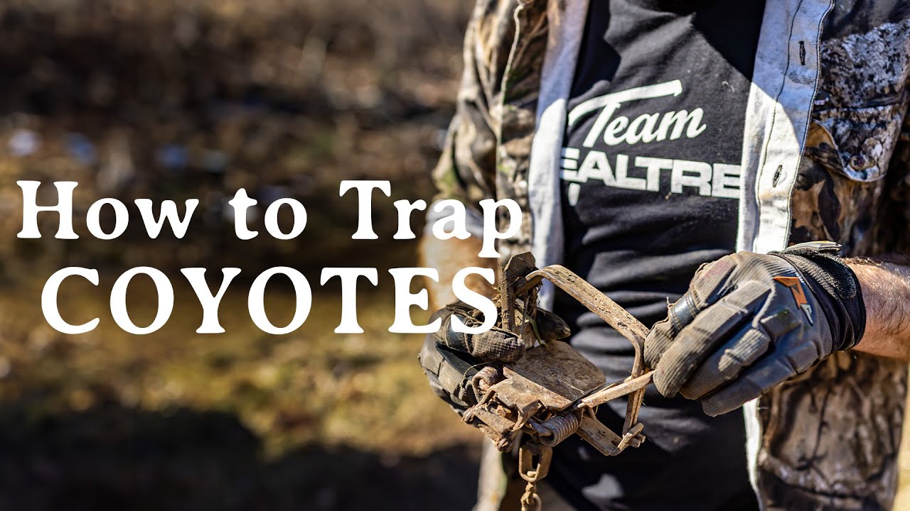 Trap-Setting Basics for Coyotes | How to Set Traps for Predators - YouTube