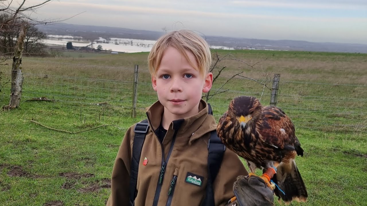 harris hawk training: hunting pheasant and hare - YouTube