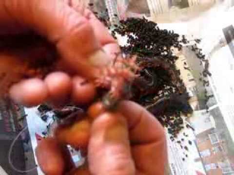 011 Rag worm and how to use them. - YouTube