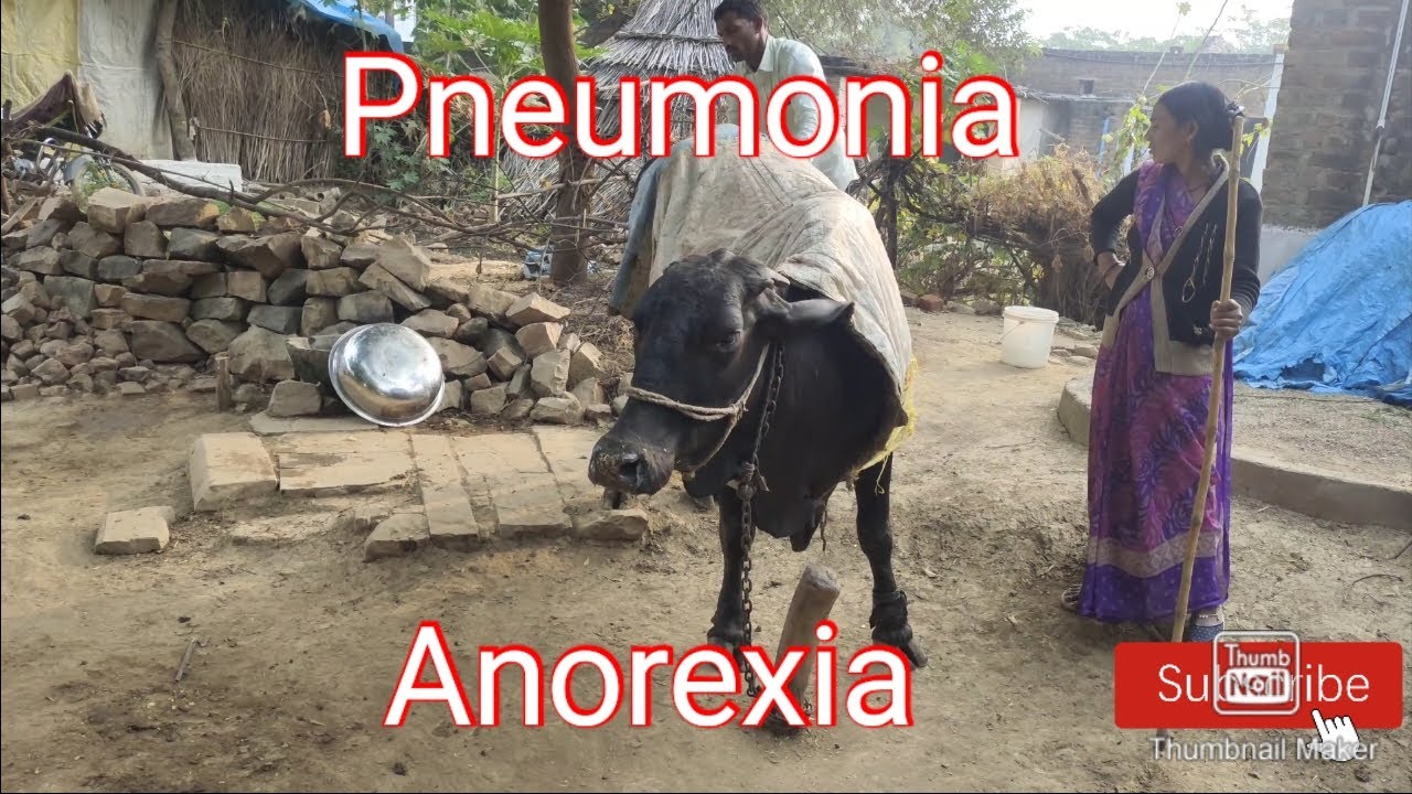 Pneumonia in cattle ! anorexia ! गाय भैंस में निमोनिया का कारण लक्षण और ...