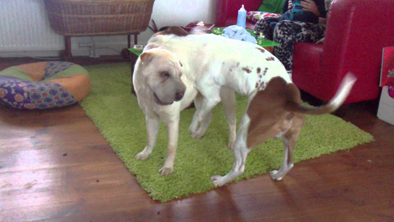 Dog Fight Shar Pei & Amstaff 1 - YouTube