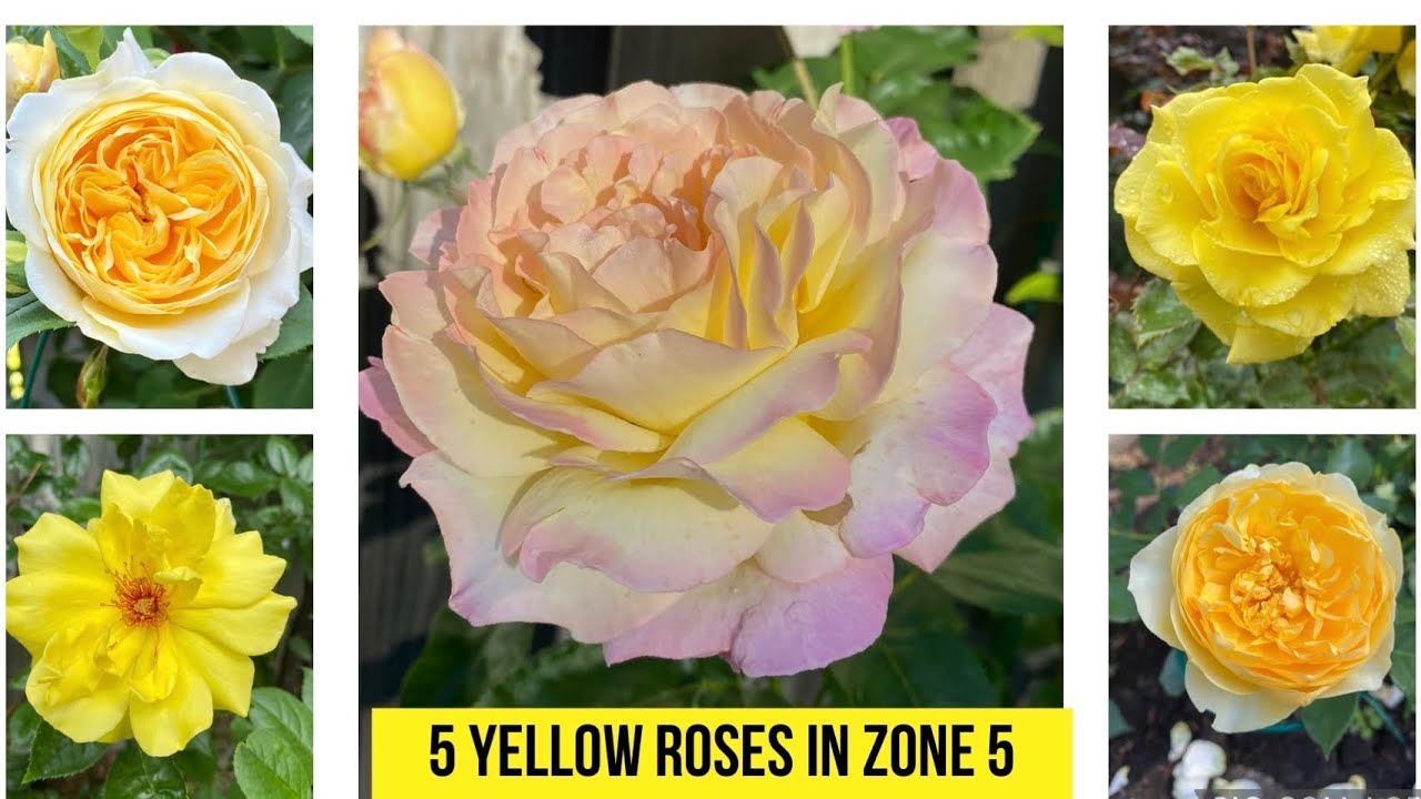 5 Yellow Roses in zone 5 garden: David Austin, Meilland, Kordes ...