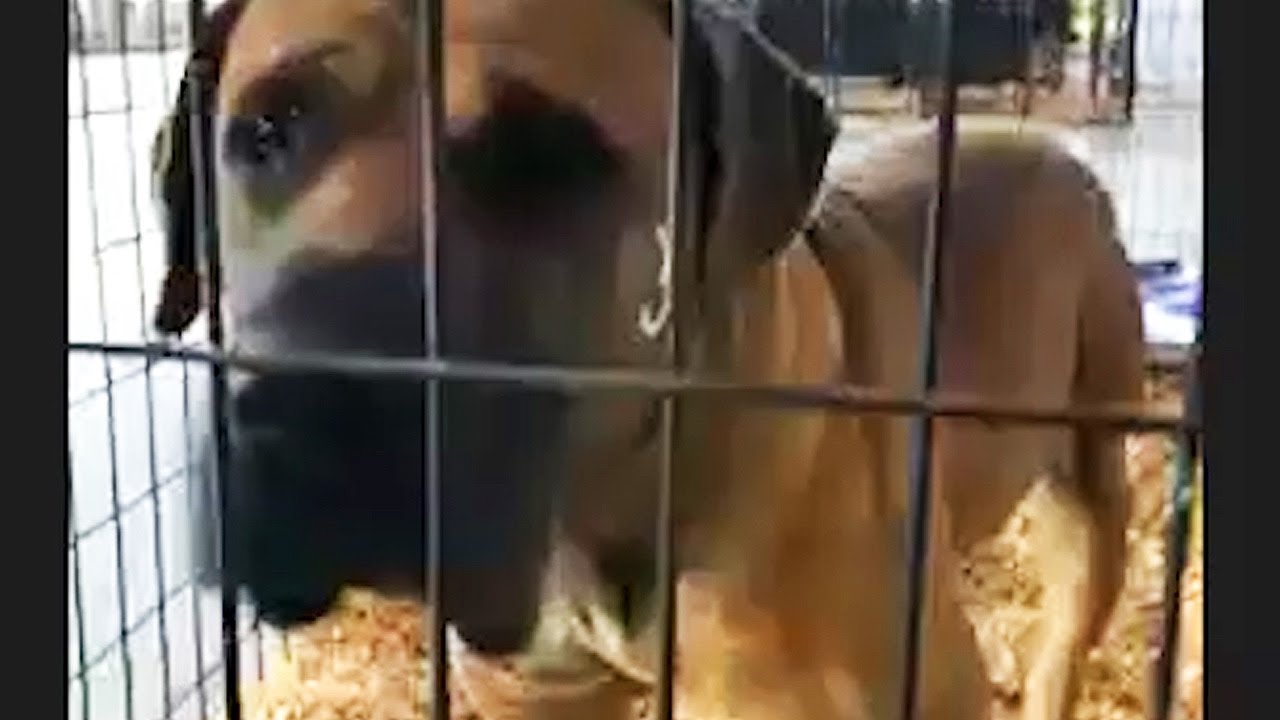 Zombie minks, dogs rescued from the dog meat trade, and emotional ...