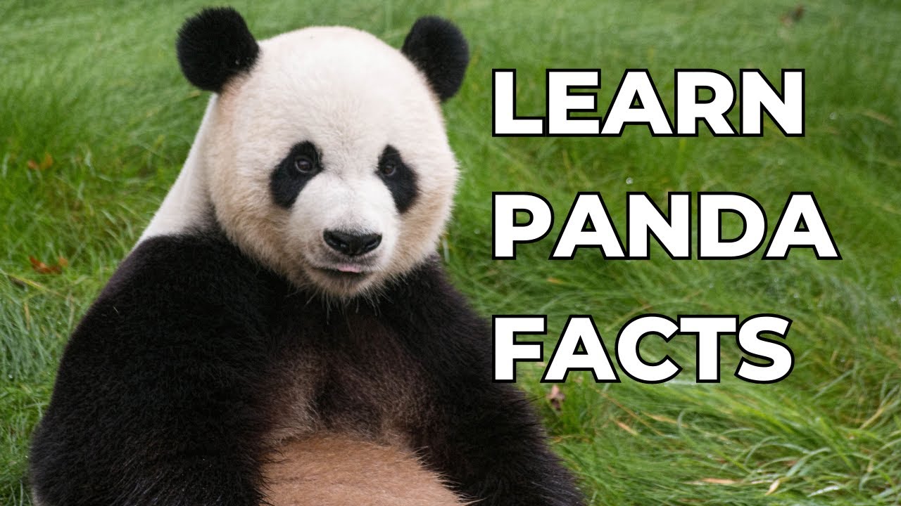 Learn Panda Facts: Everything You Need to Know About These Adorable ...