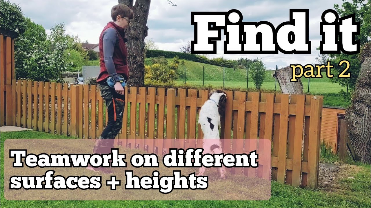 The "Find it" game. Part 2 - Dog Training - YouTube