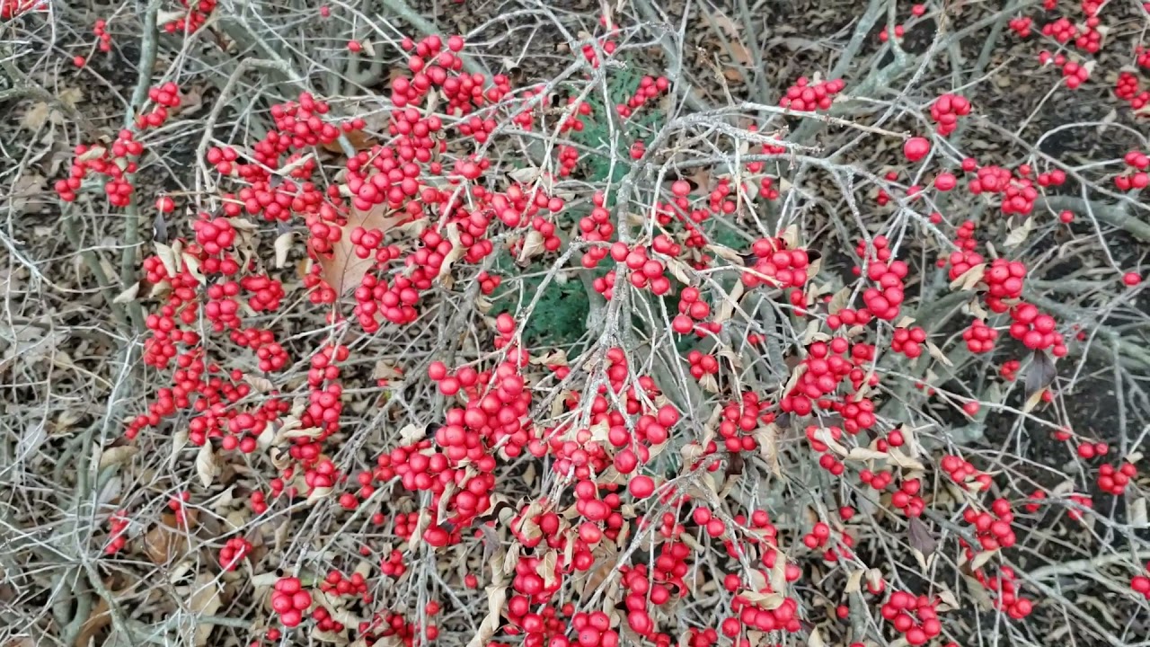 Trees With Red Berries In Winter Red Berries Brighten Fall Landscapes
