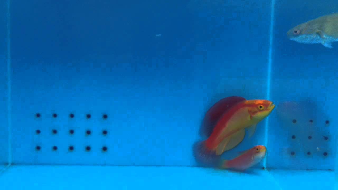 TMC Bristol Flame Dwarf Parrot (Cirrhilabrus jordani) - YouTube