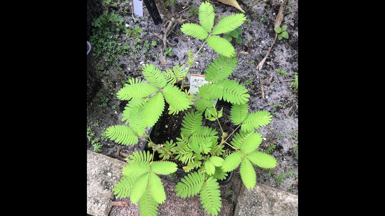 MI108 - Touch Me Not Tree - Mimosa Pudiva - New Variety of Plant in the ...
