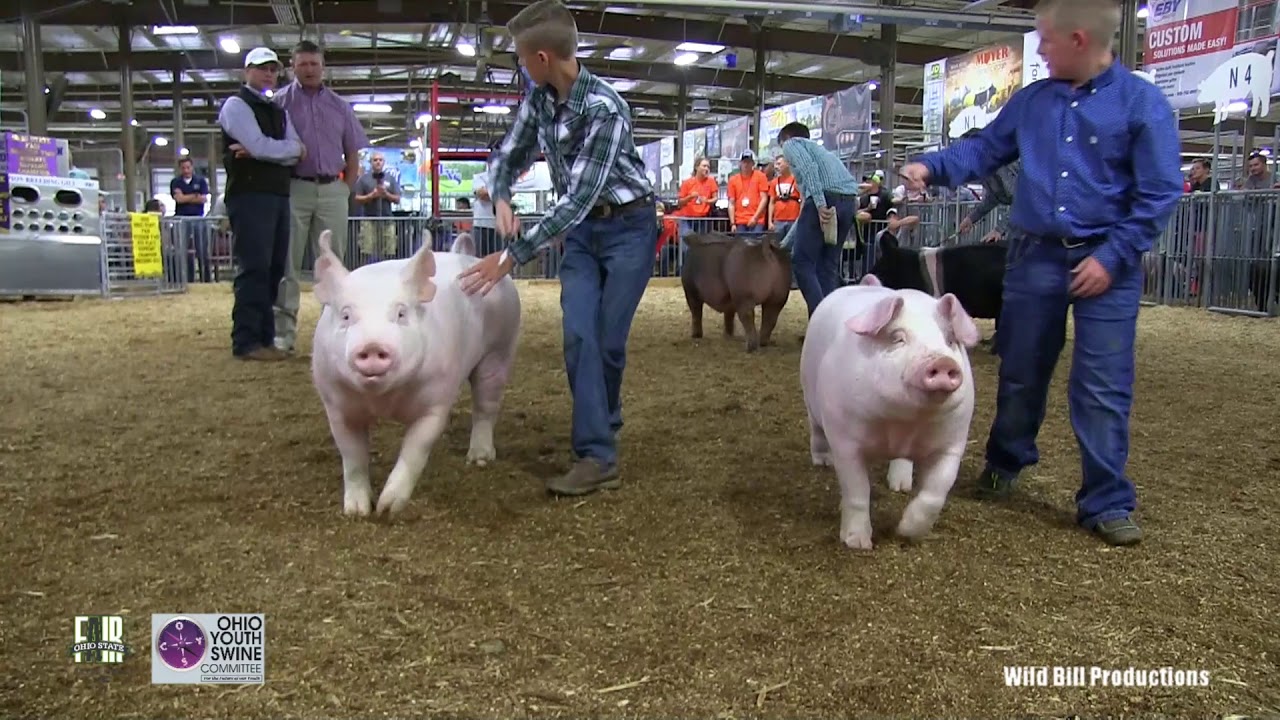 2018 Session Two Breeding Gilts - YouTube