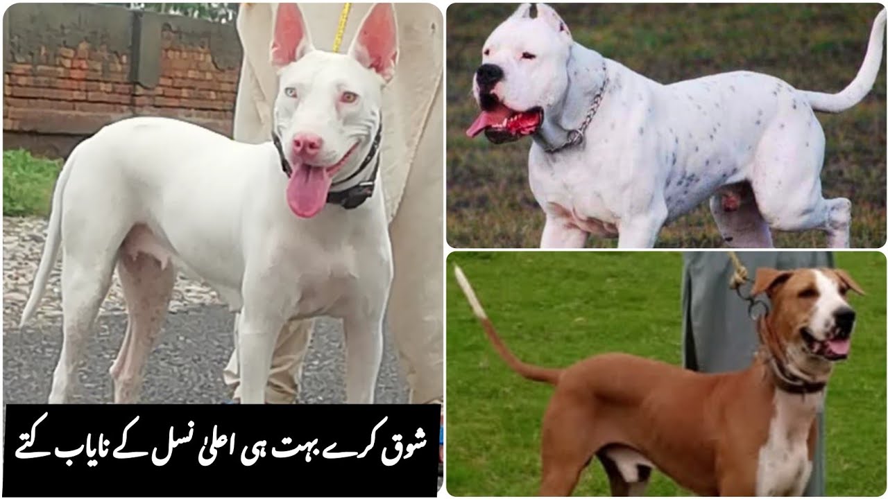 Biggest Bhully Gulter Fighter Dogs Available For Sale In Peshawar - YouTube
