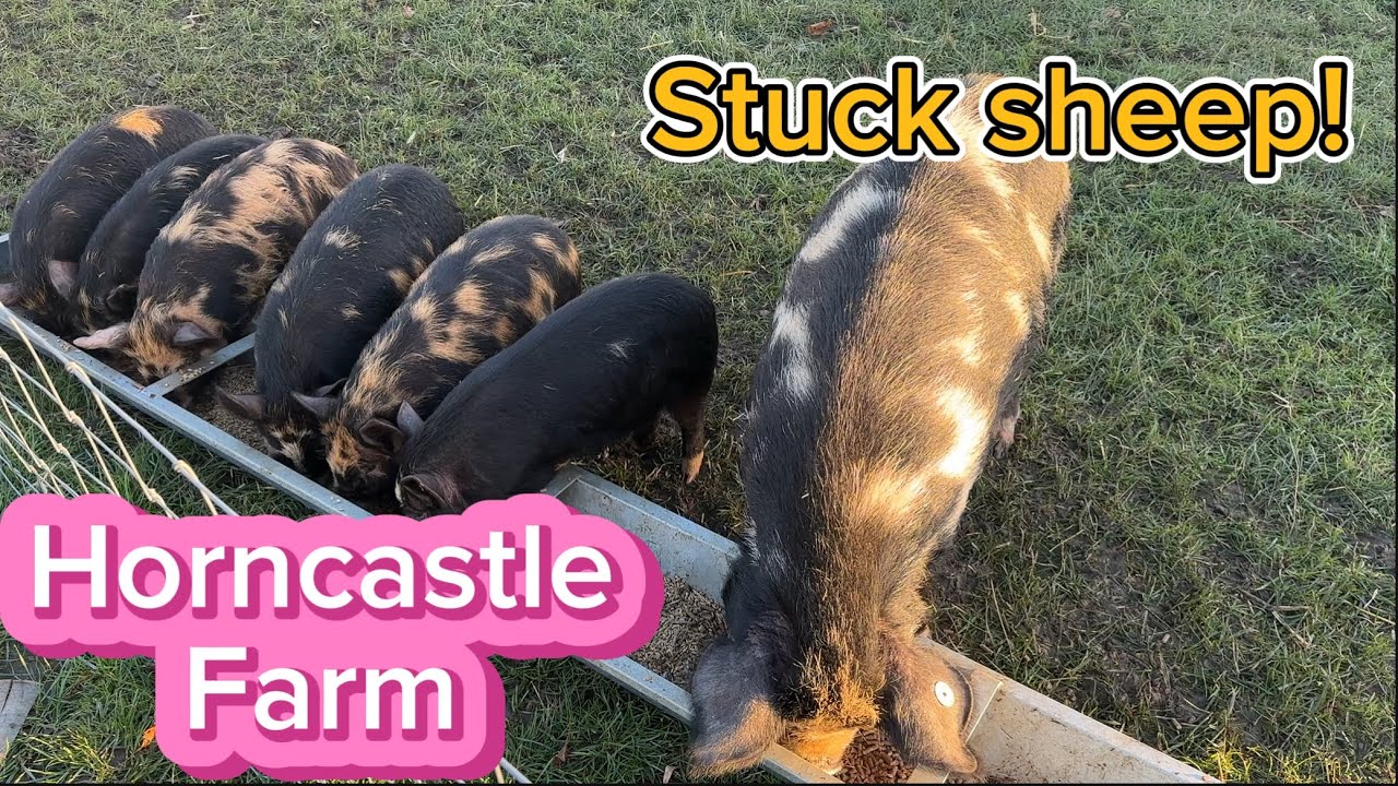 Stuck Sheep, feed the animals with us, crop walking and why we farm ...