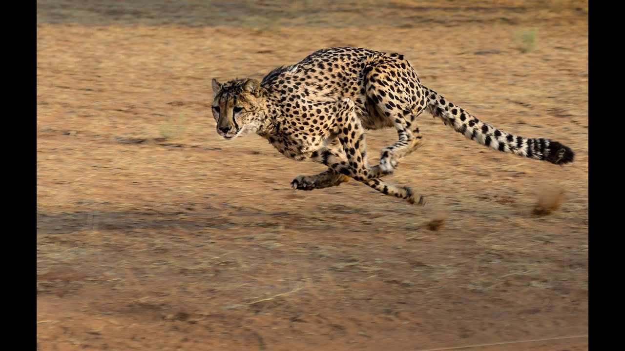 Cheetahs Use Their Tail For Aerodynamics! - Premier Aerodynamics ...