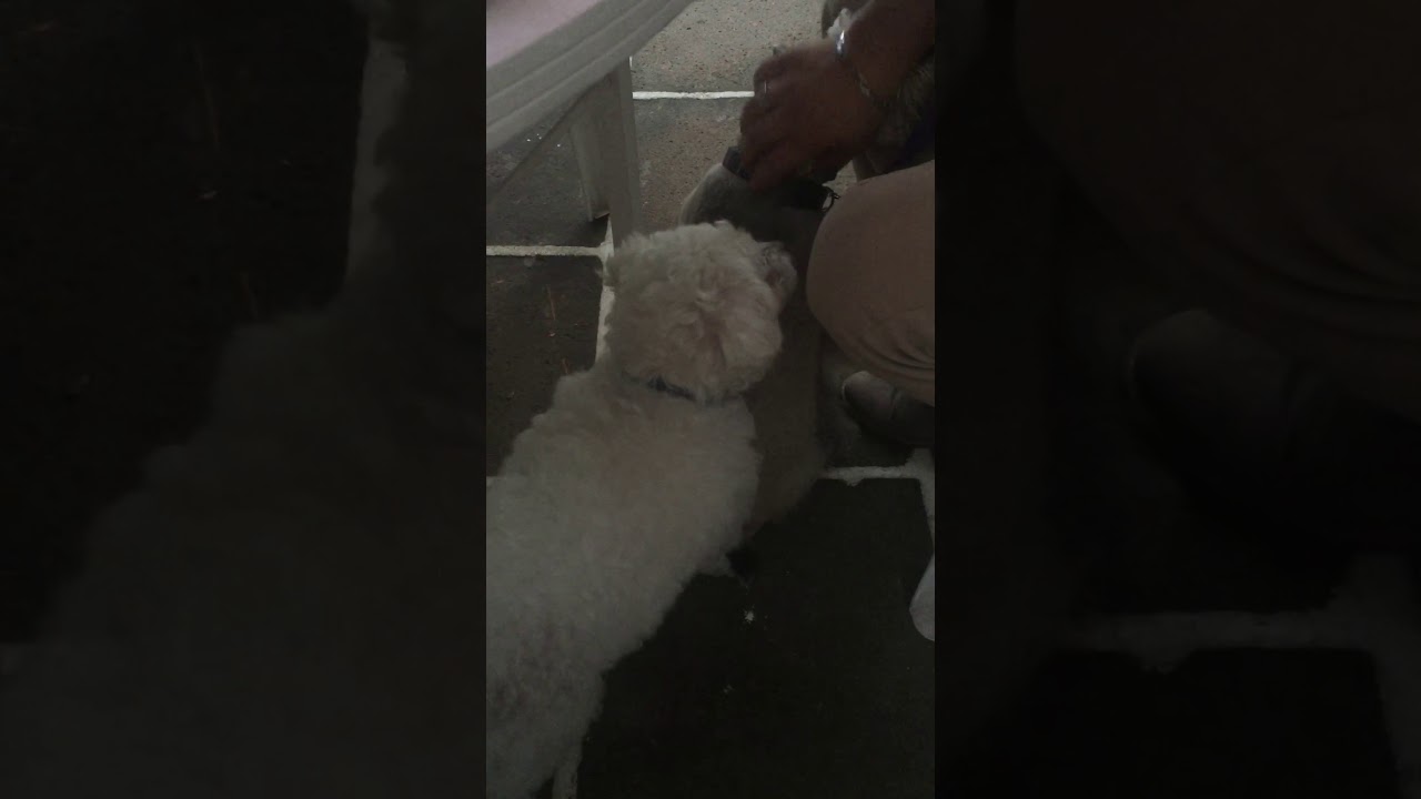 Perrito perreando, perrito bailando, perrito caliente - YouTube