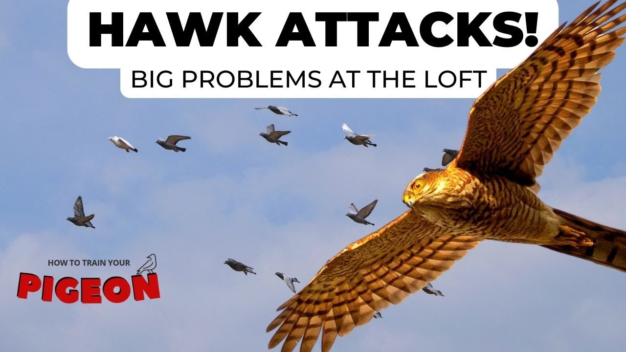 Hawk Attacks My Racing Pigeons HTTYP Ep19 - YouTube