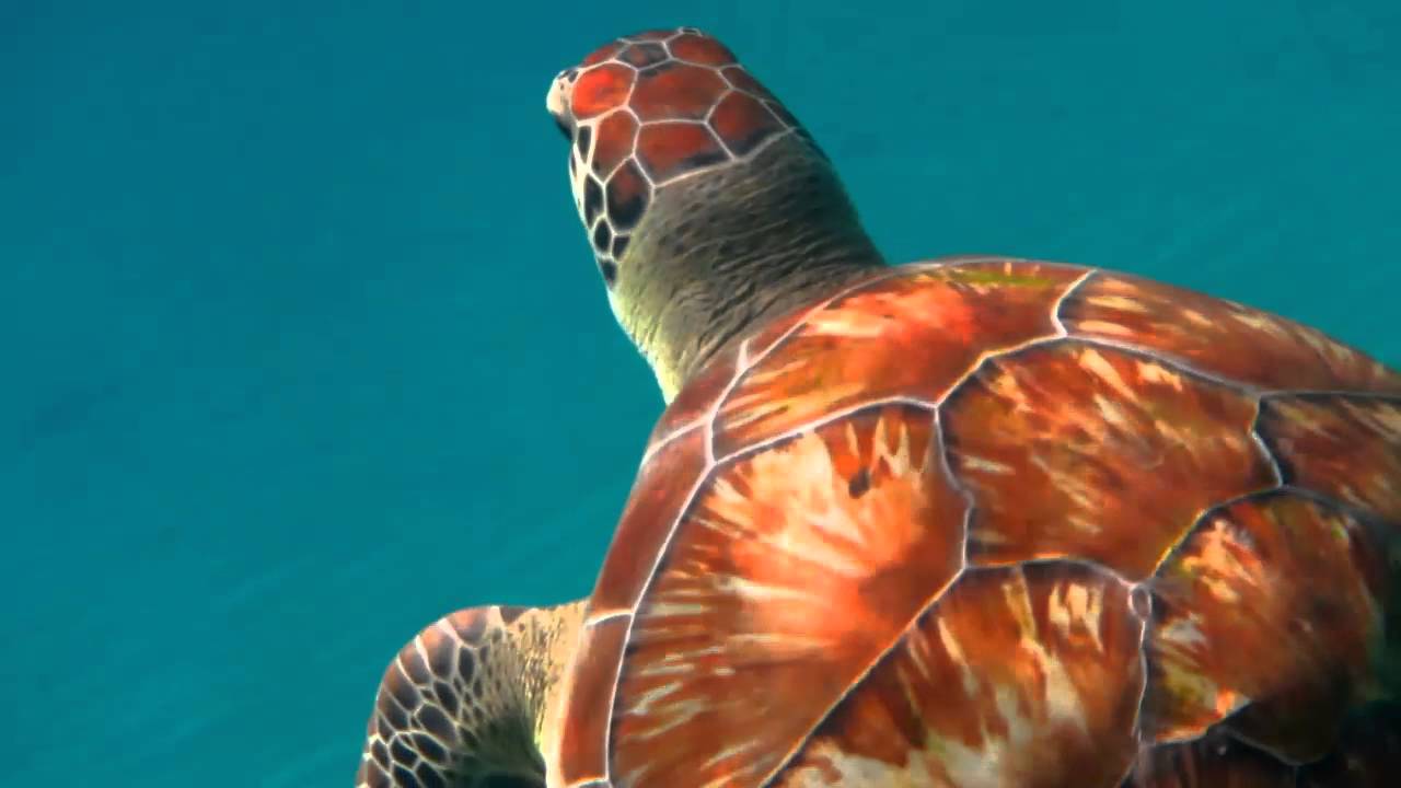 Snorkeling with turtles, Playa Grandi, Curacao - YouTube