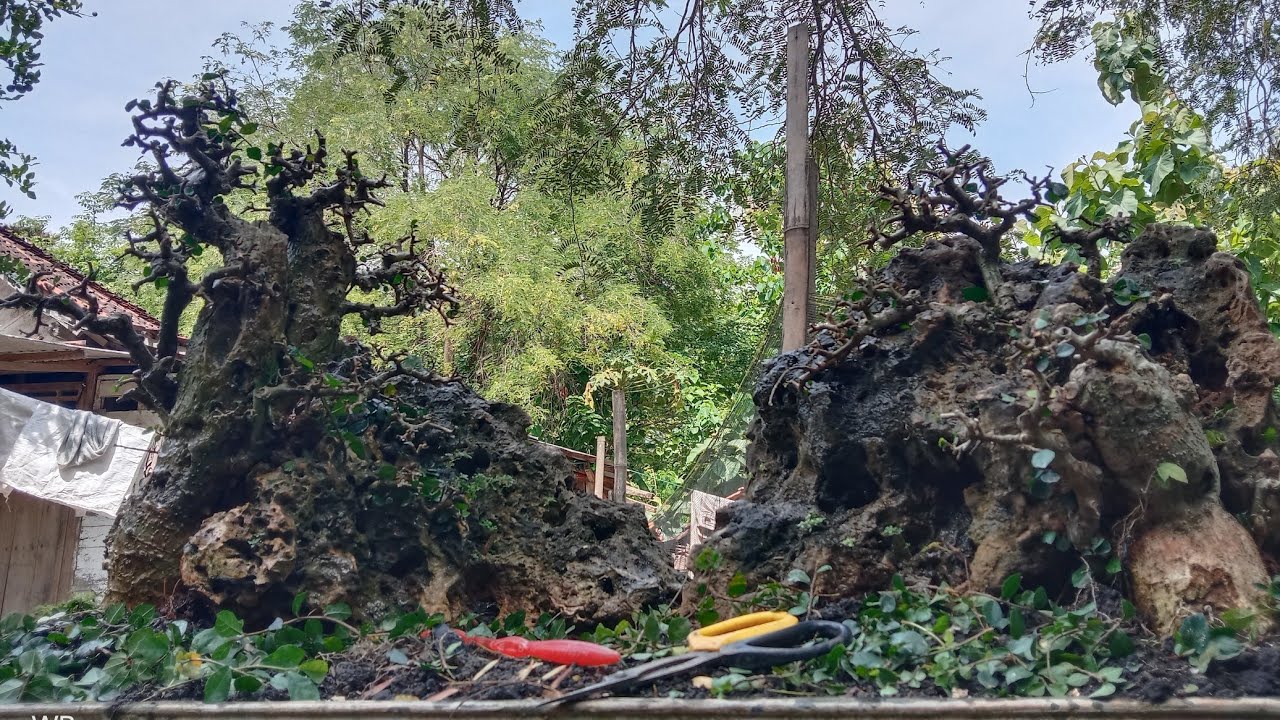 Bonsai panorama tuban - YouTube