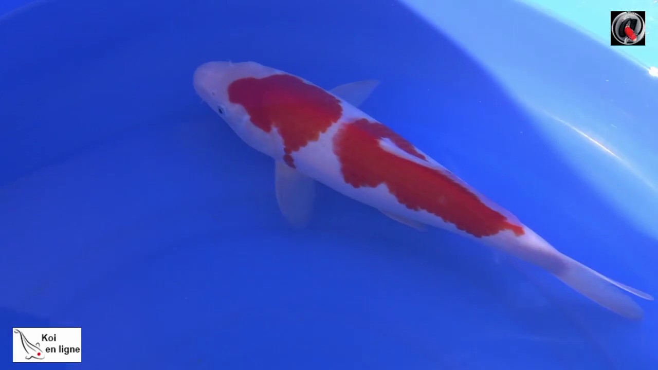 France koi Octobre 2016 Partie 2 - YouTube