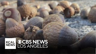 Native American Acorns
