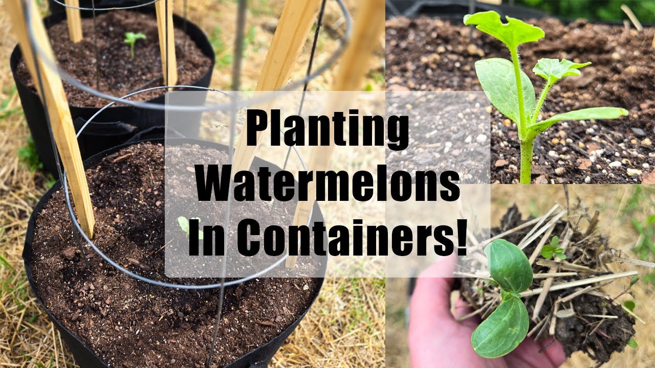 Growing Watermelons in Containers-Easy Trellis, Container Size ...